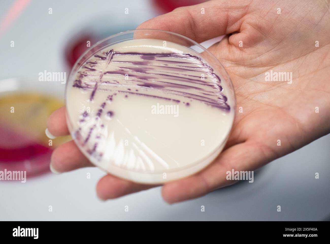 Ingelheim, Germany. 02nd May, 2024. In a Bioscientia Healthcare ...