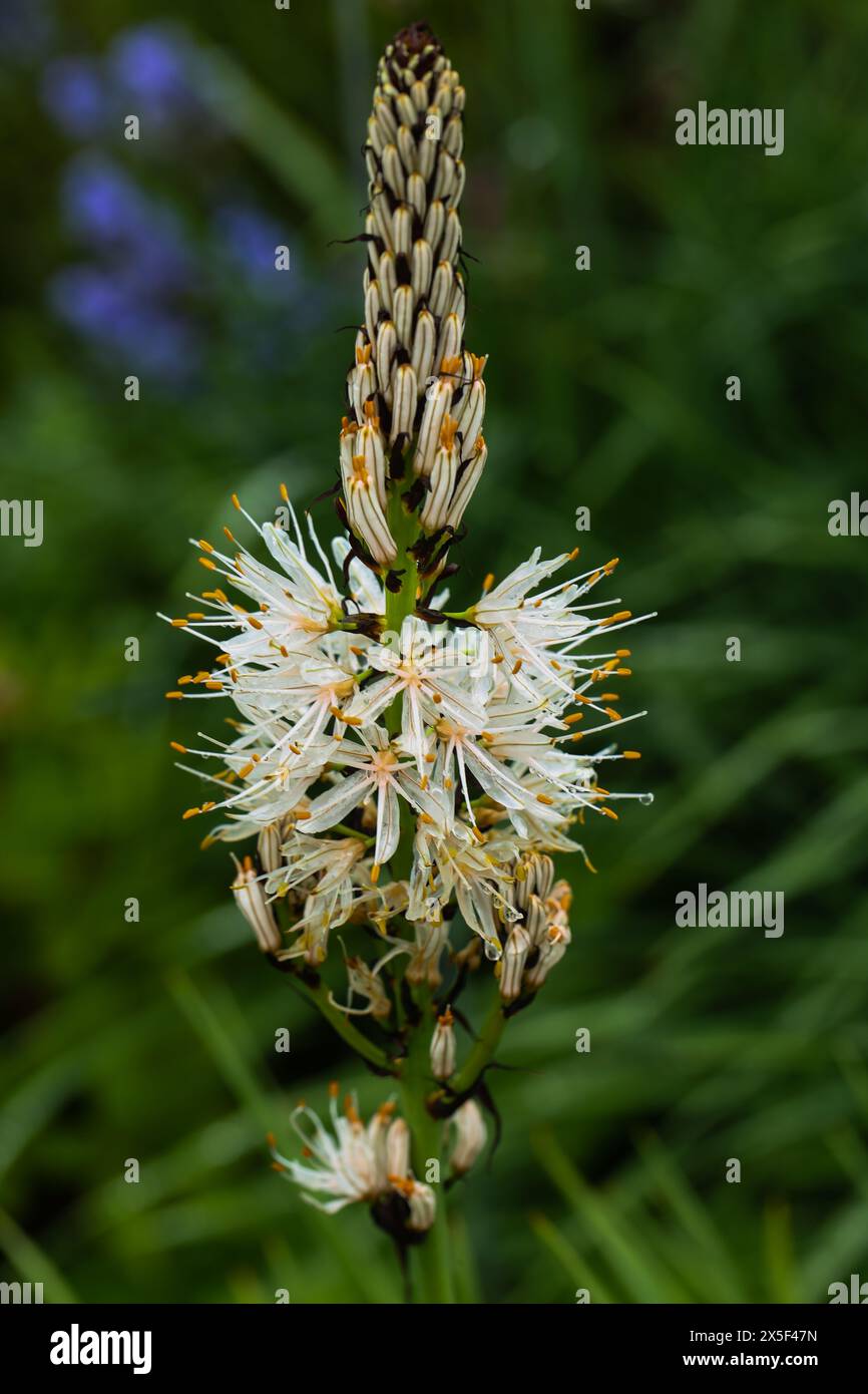 white Asphodelus albus in a botanical garden, Asphodelus in the ...