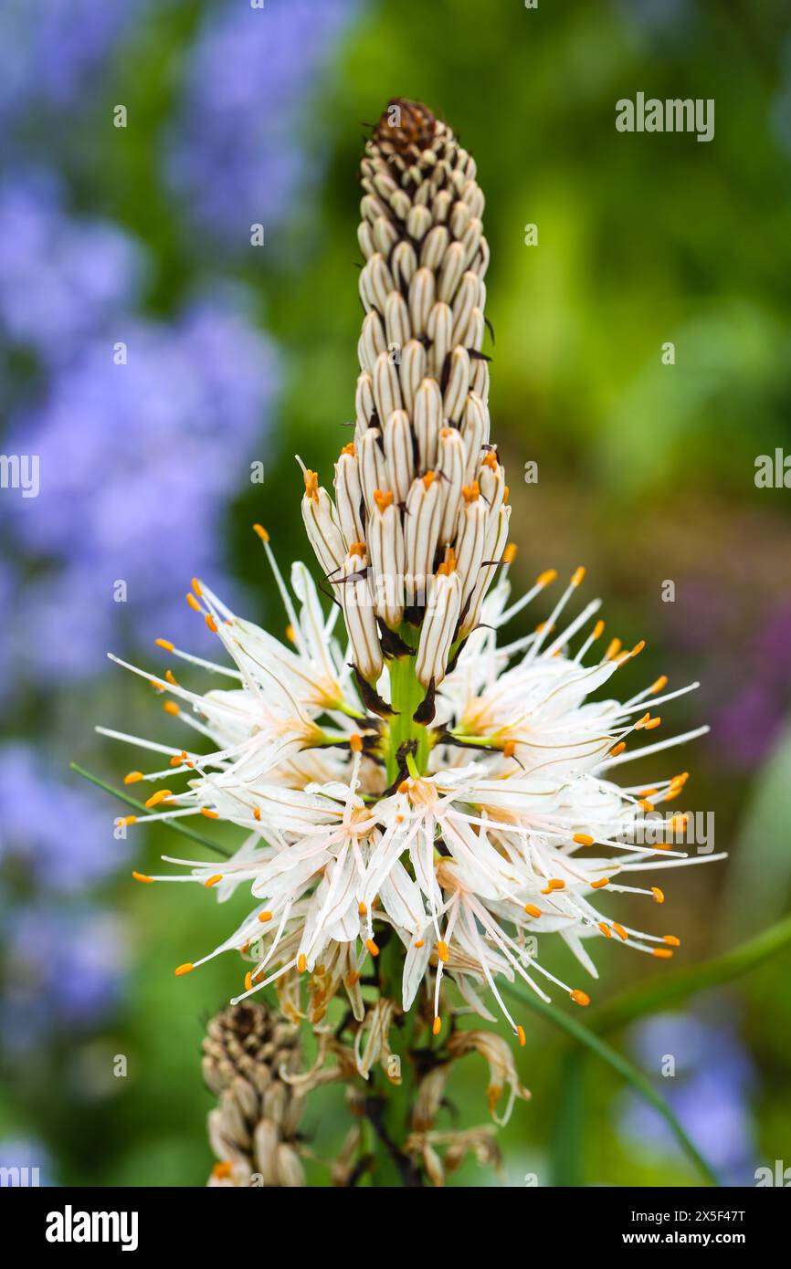 white Asphodelus albus in a botanical garden, Asphodelus in the ...