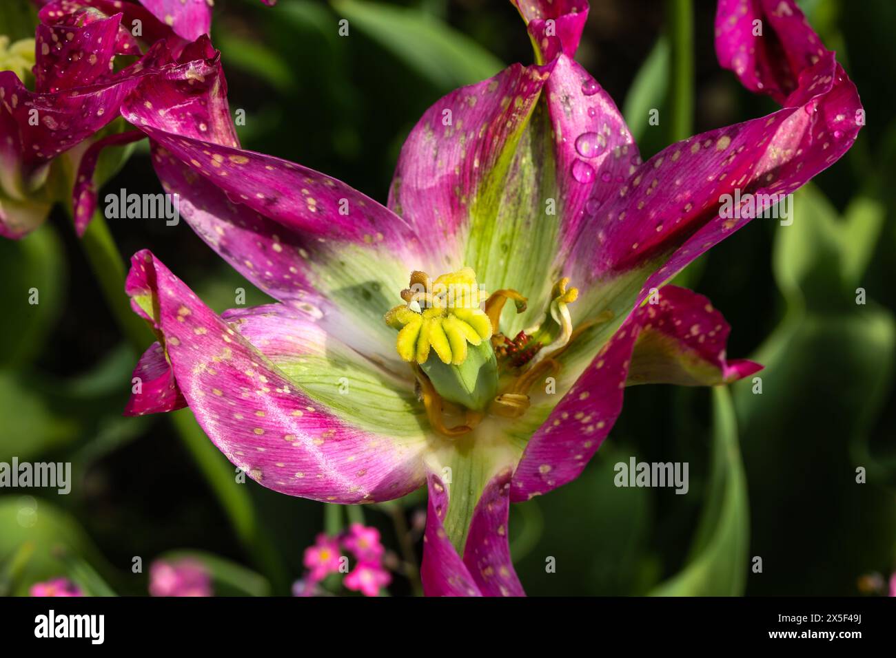 Liliaceae Tulipa viridiflora Tulip in botanical garden, nature Stock ...