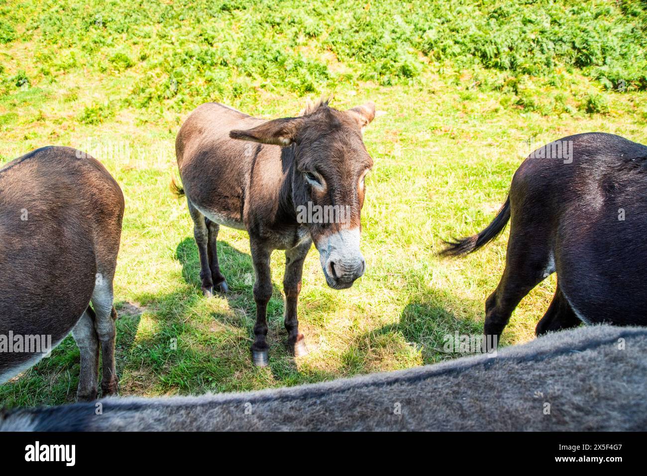 Donkeys on a clearing in the sun Stock Photo - Alamy