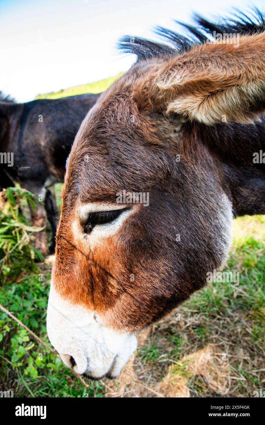 Close up donkeys ears hi-res stock photography and images - Alamy