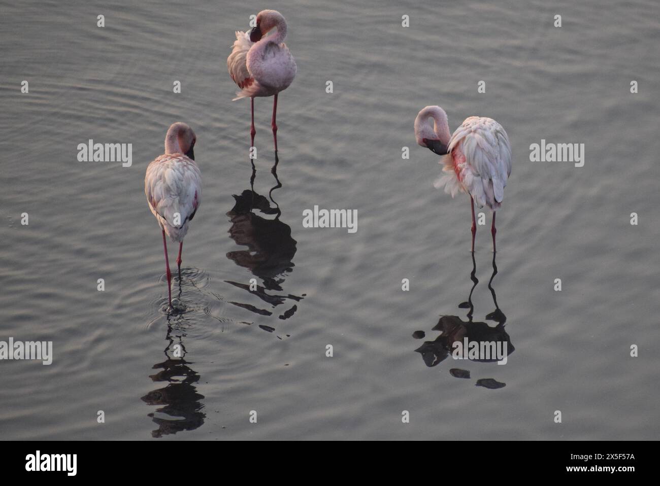 A group of lesser flamingos are seen standing in the shallow waters of ...