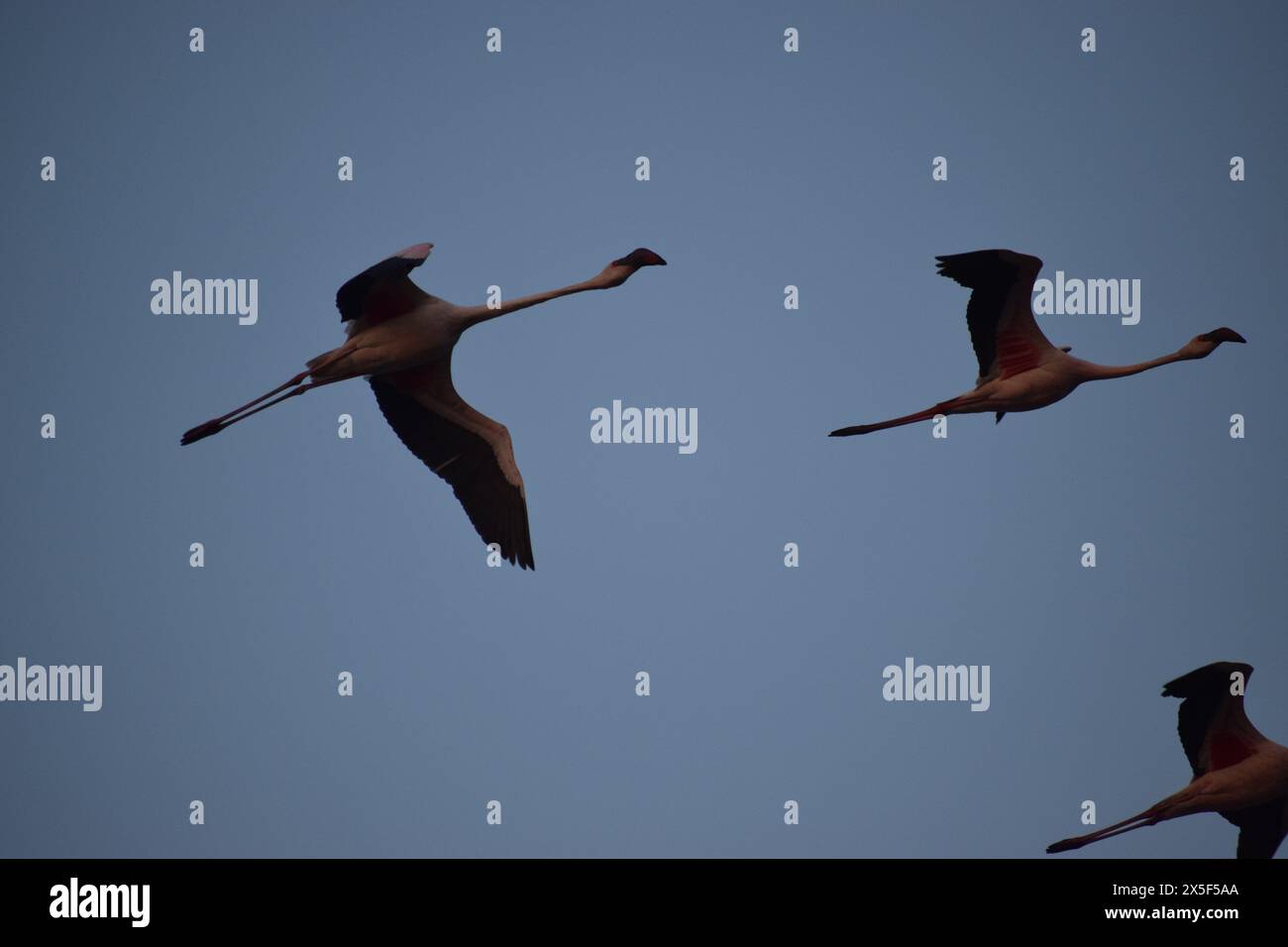 Two lesser flamingos are seen flying high in the sky Stock Photo - Alamy