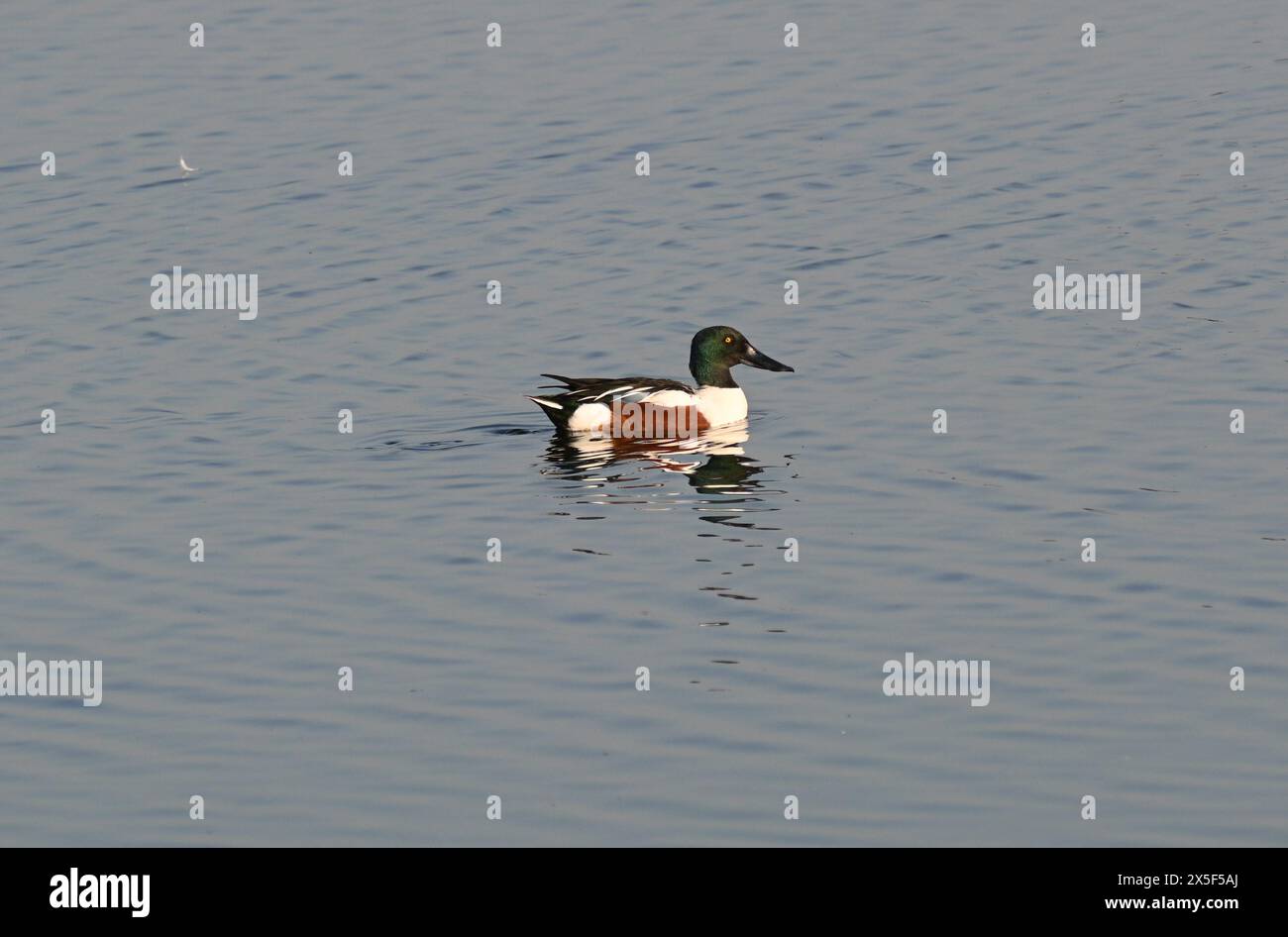 A male northern shoveler duck is seen leisurely swimming in a wetland ...