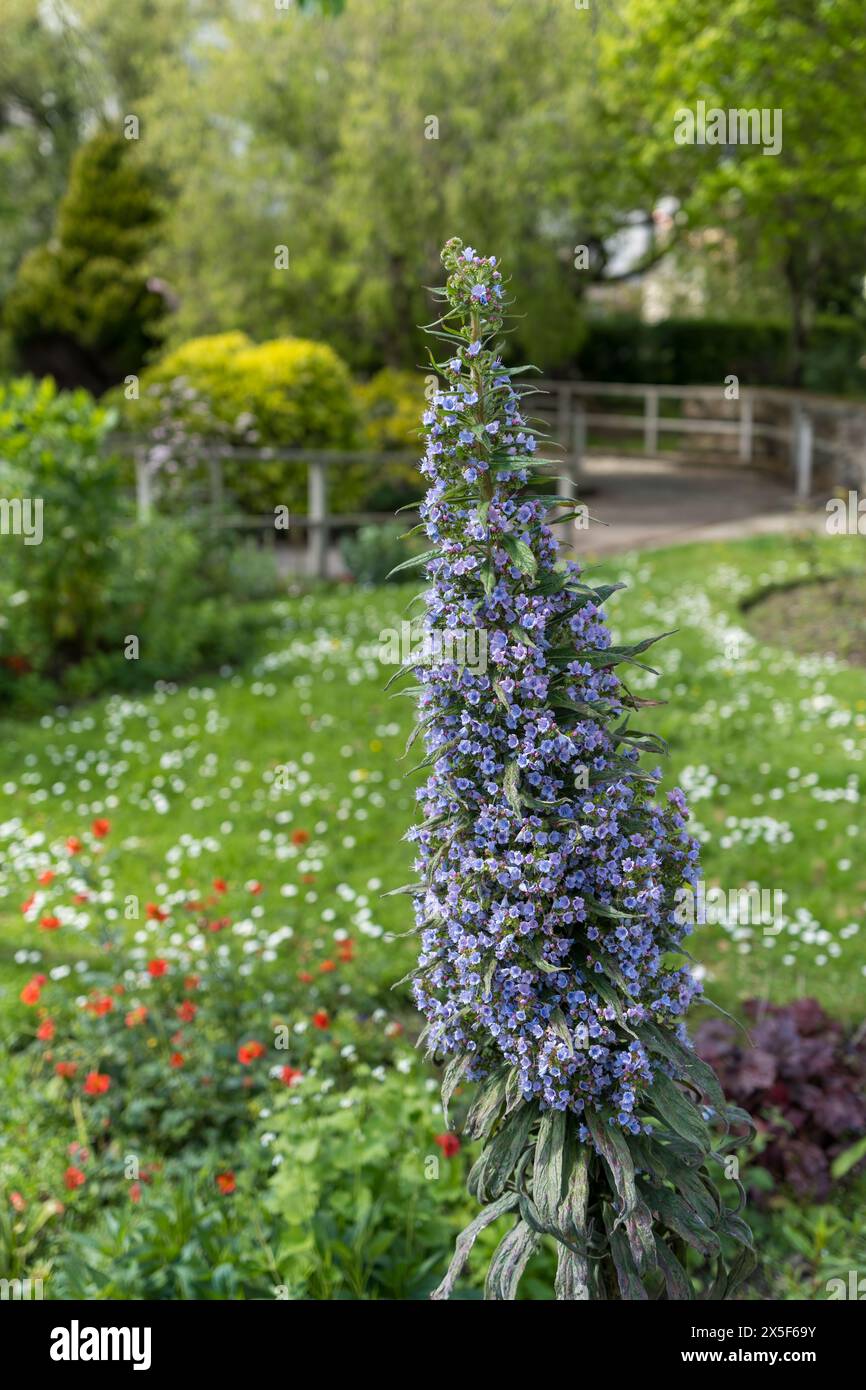 Echiums hi-res stock photography and images - Alamy