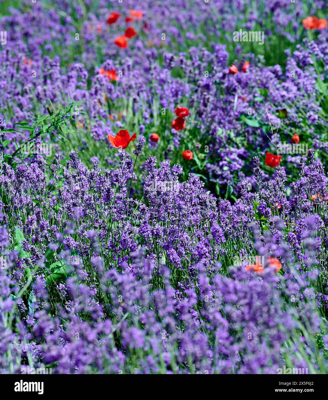 Lavender and poppies hi-res stock photography and images - Alamy