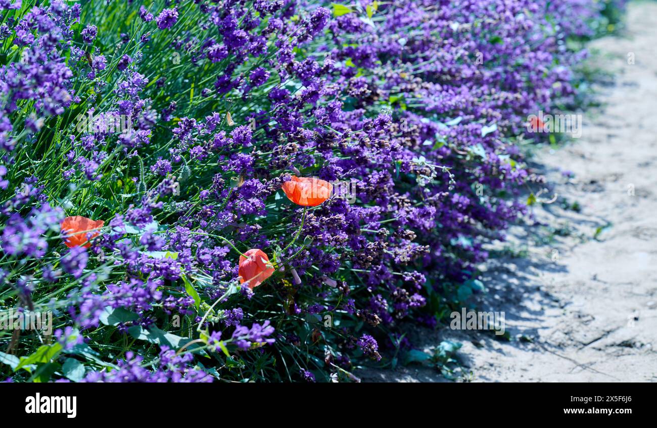 Lavender and poppies hi-res stock photography and images - Alamy
