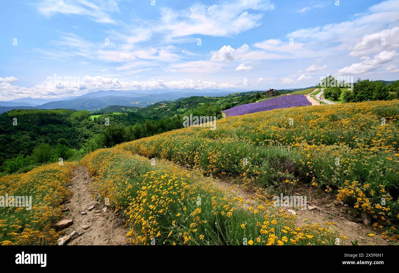 Vibrant yellow field of helichrysum (Helichrysum italicum) and purple ...