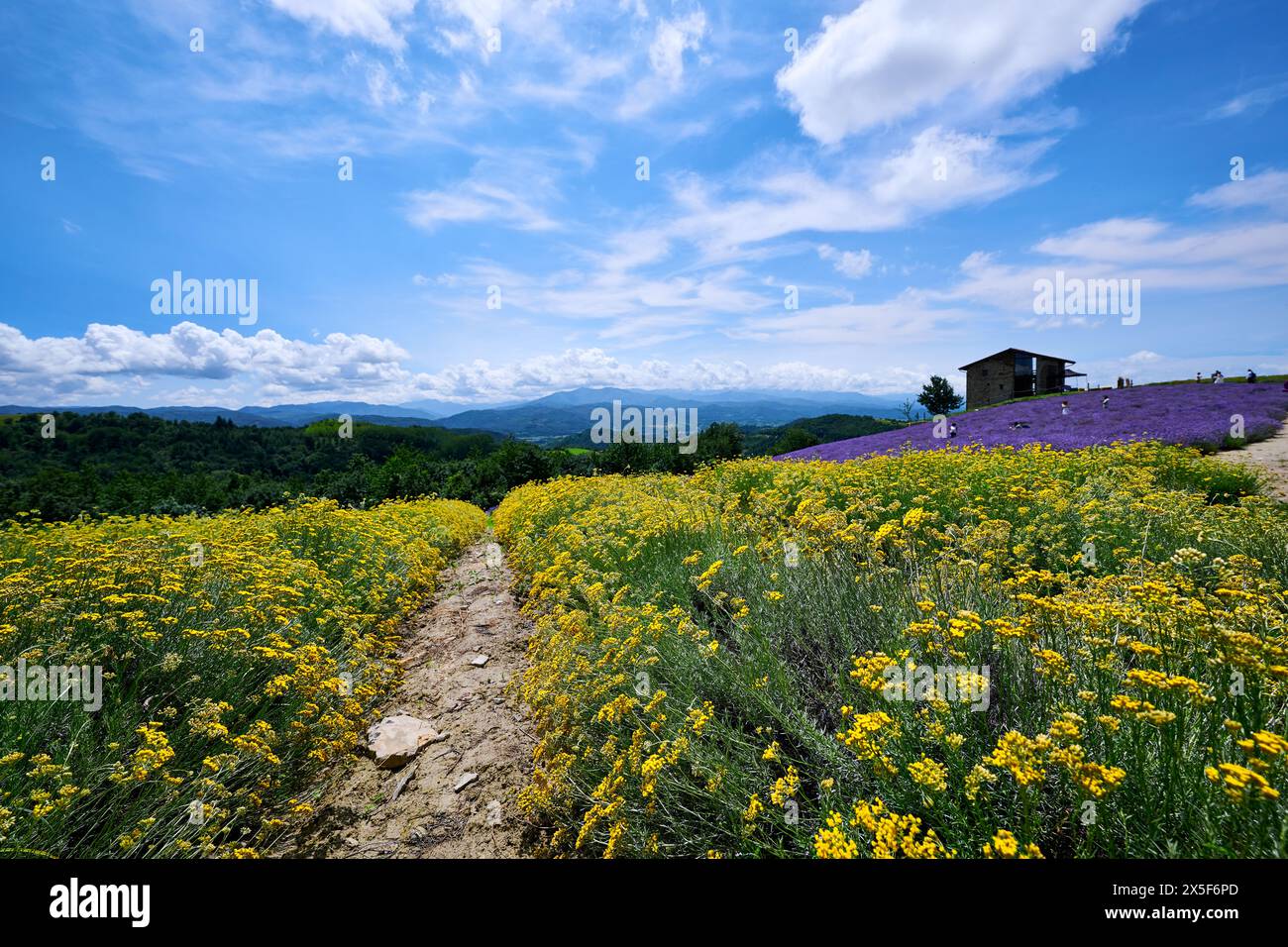 Vibrant yellow field of helichrysum (Helichrysum italicum) and purple ...