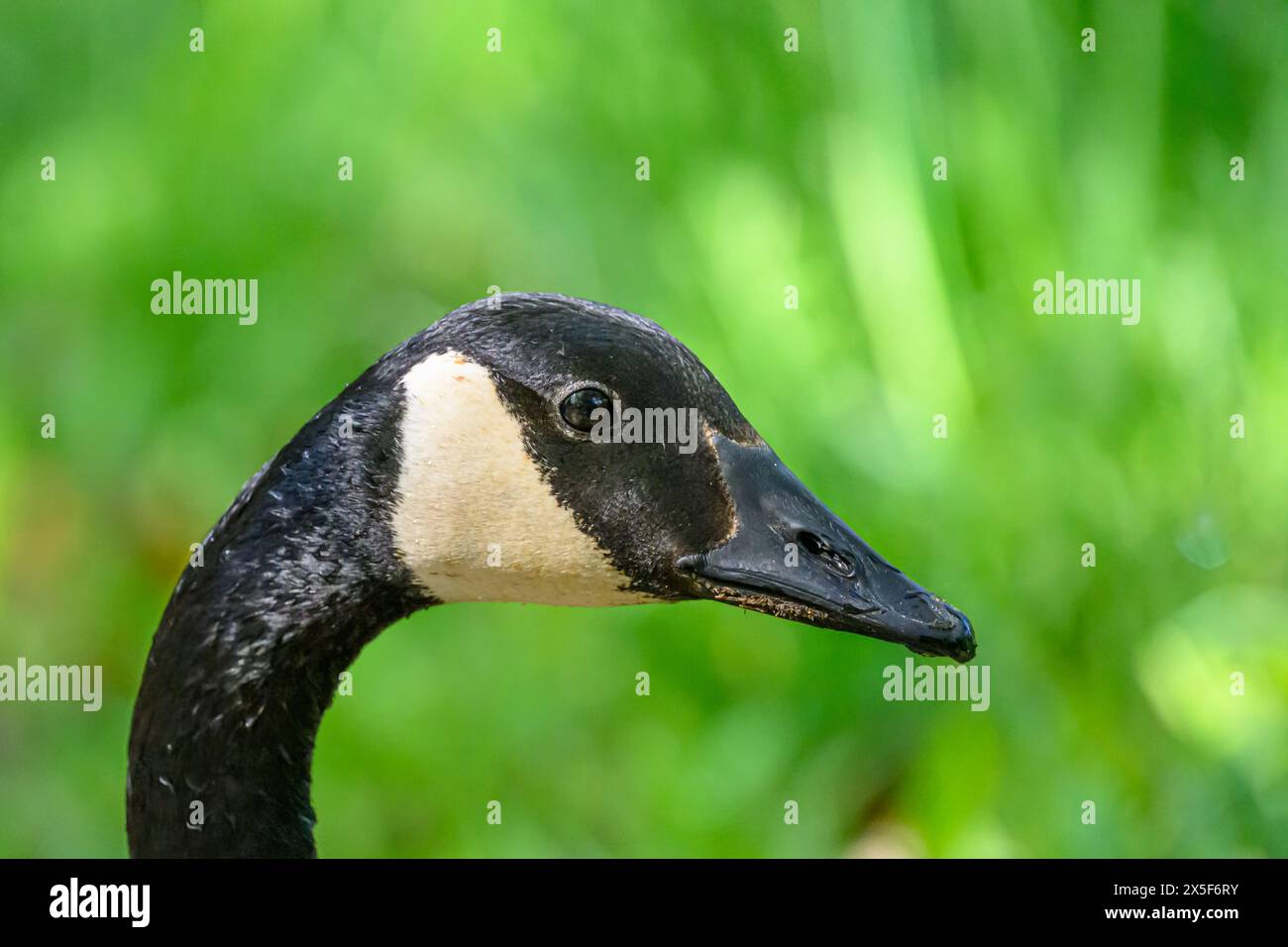 Closeup of the head of a Canada Goose (Branta canadensis) in Michigan ...