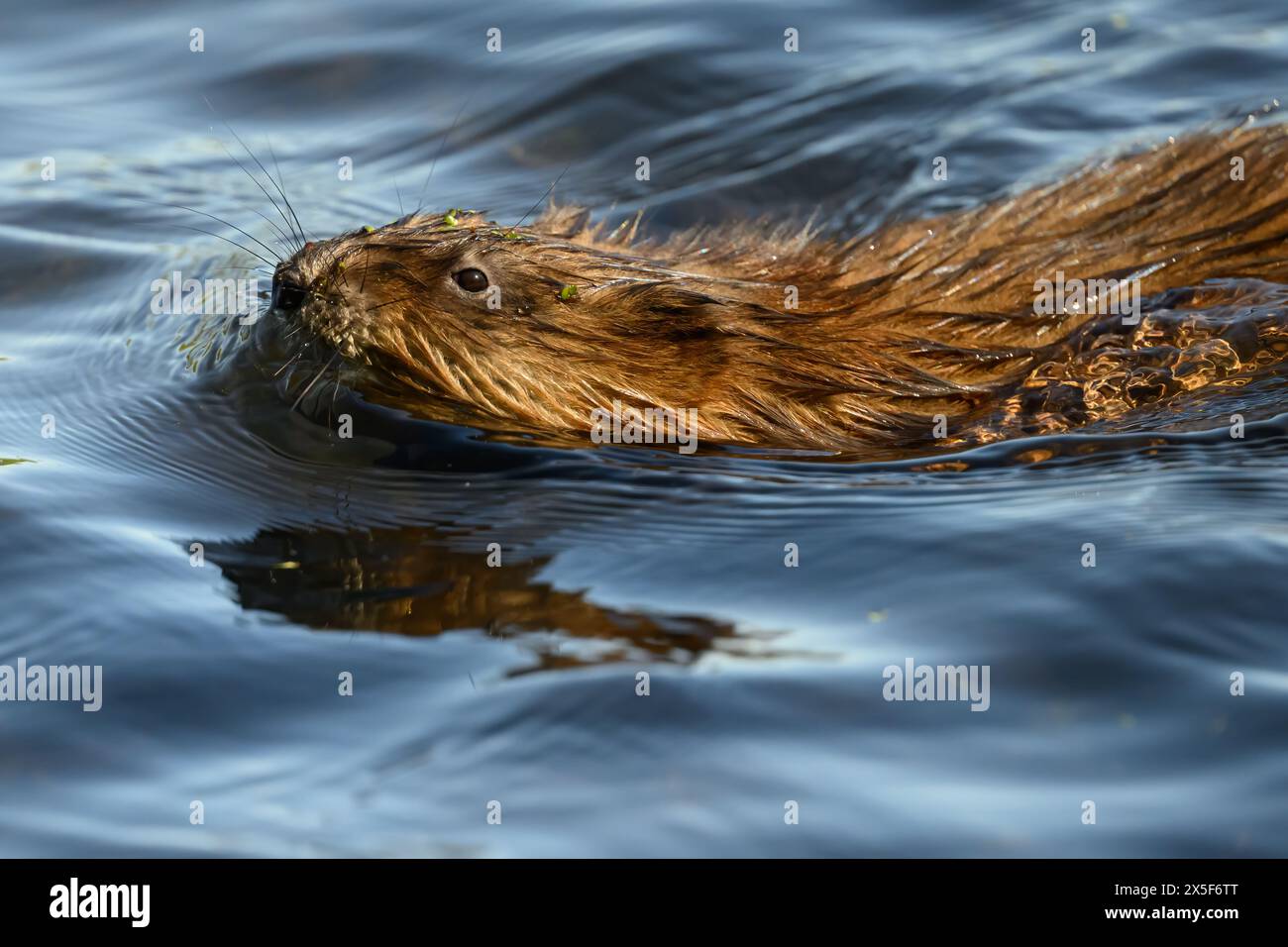 A Muskrat (Ondatra zibethicus) swimming on the surface of the water in ...