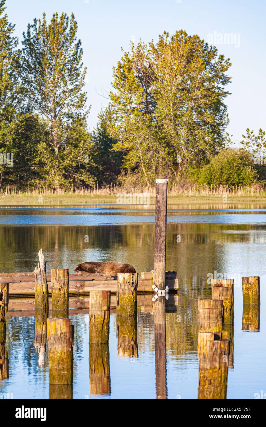 Sea Lion taking a nap on a floating pontoon in Steveston British ...