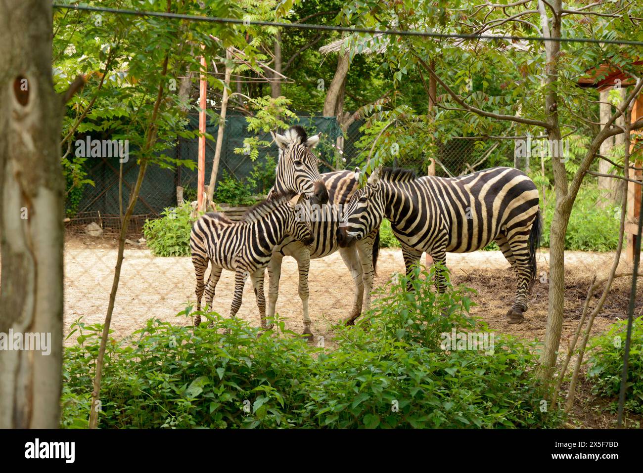 Family of three Chapman's Plains Zebra or Common Zebra Equus guagga chapmani in Sofia Zoo, Sofia ...