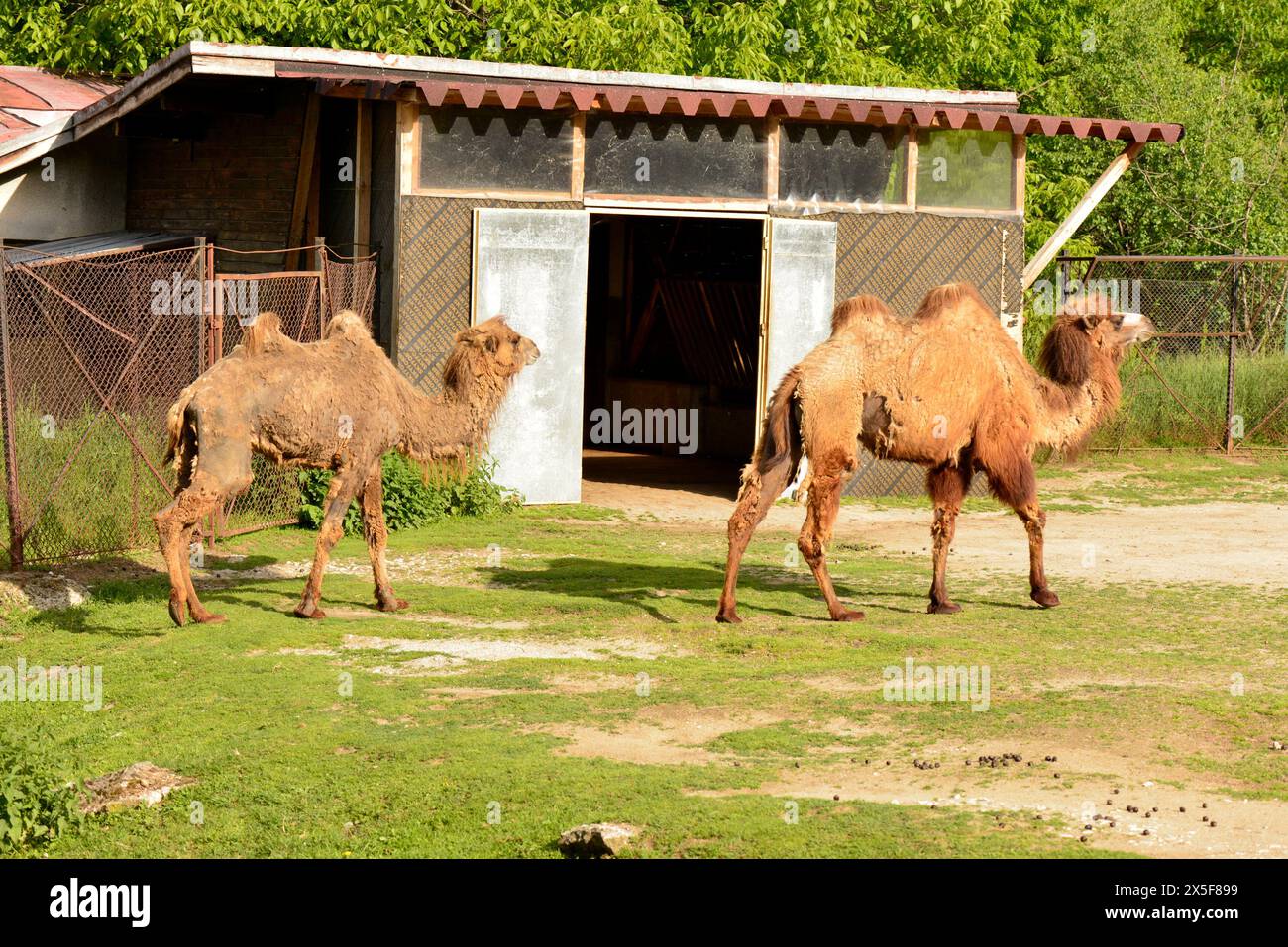 Adult camel and calf zoo hi-res stock photography and images - Alamy