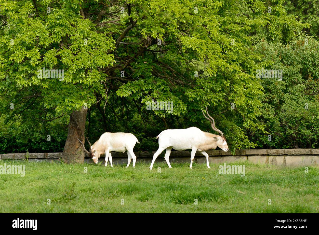 Addax white antelope or screwhorn antelope Addax nasomaculatus ...
