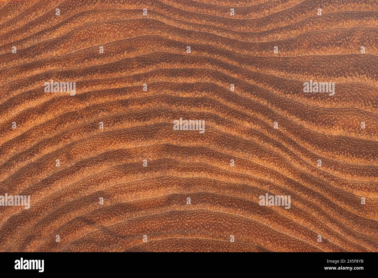 macro photo of a wooden background with a smooth and even texture. The ...