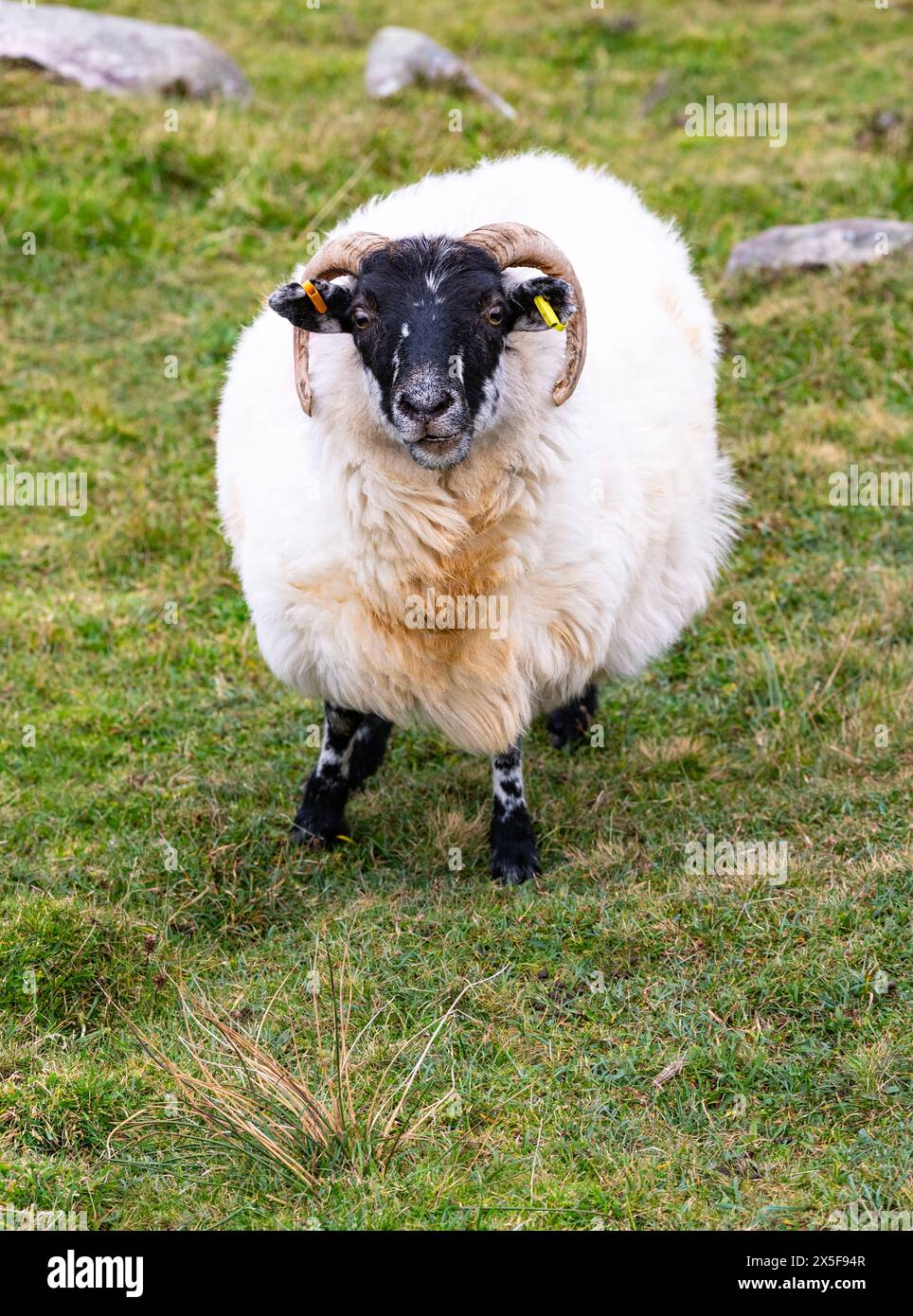 Sheep on the Isle of Harris, Outer Hebrides, Scotland Stock Photo - Alamy