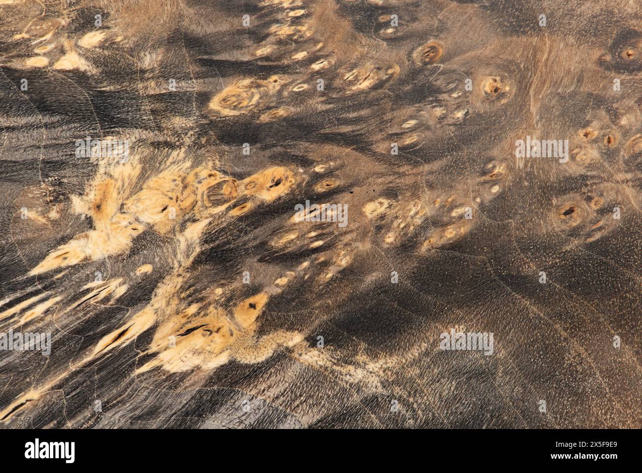 macro photo of a wooden background with a smooth and even texture. The ...