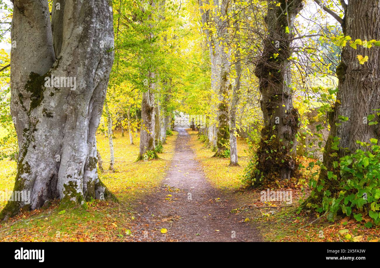 Tree alley in Blair Castle gardens, Blair Atholl, Perthshire, Highlands ...