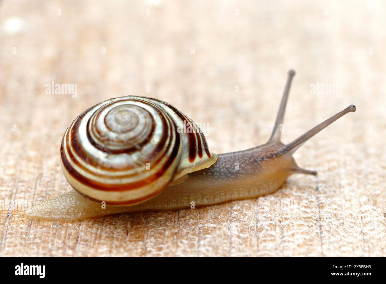 Garden ribbon hi-res stock photography and images - Alamy