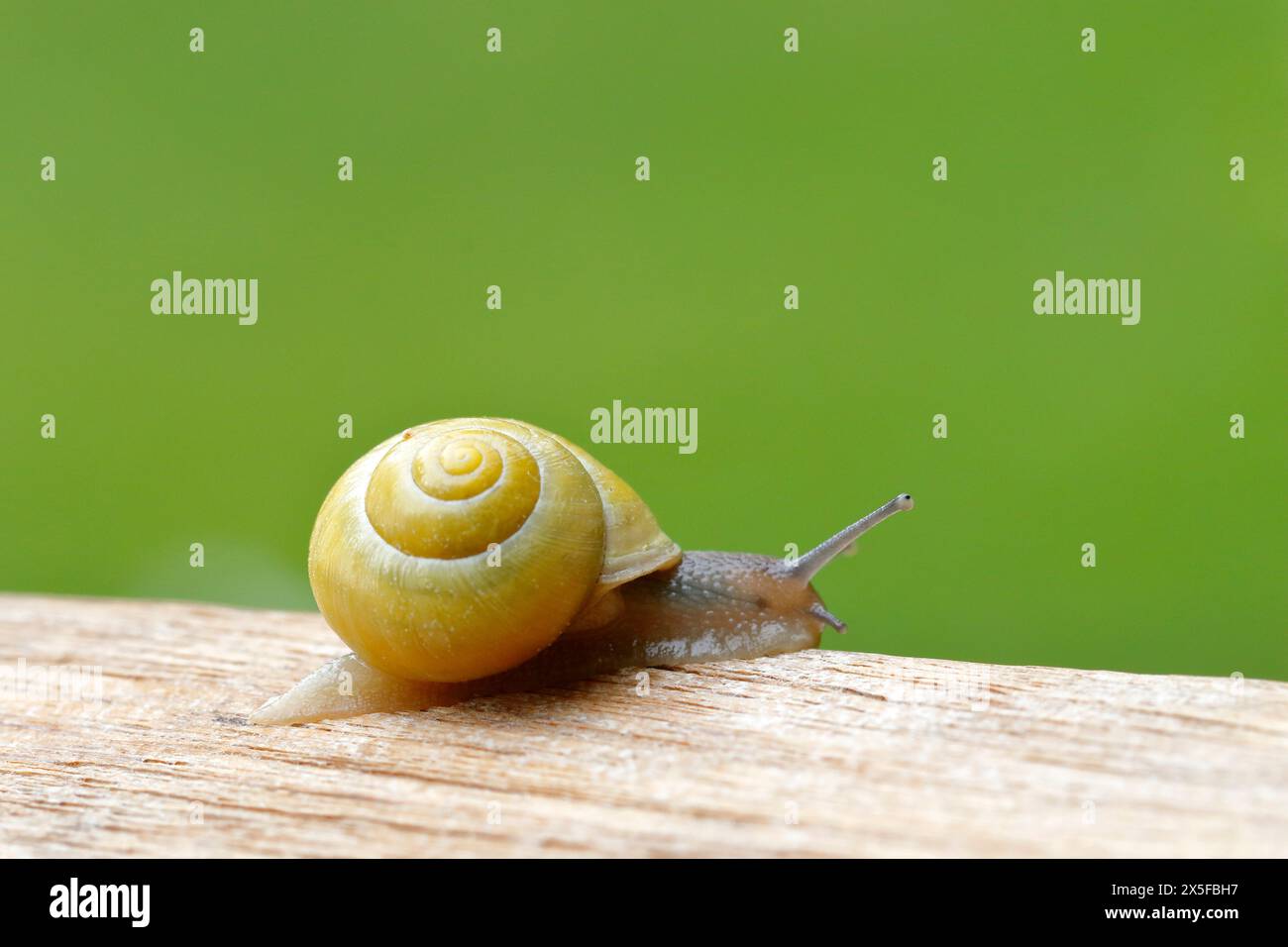 Yellow morph hi-res stock photography and images - Alamy