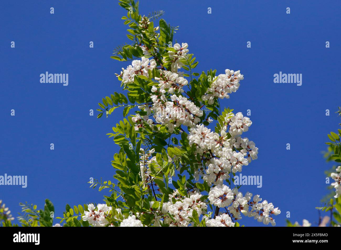 Flowering branches of black locust against the blue spring sky Stock ...