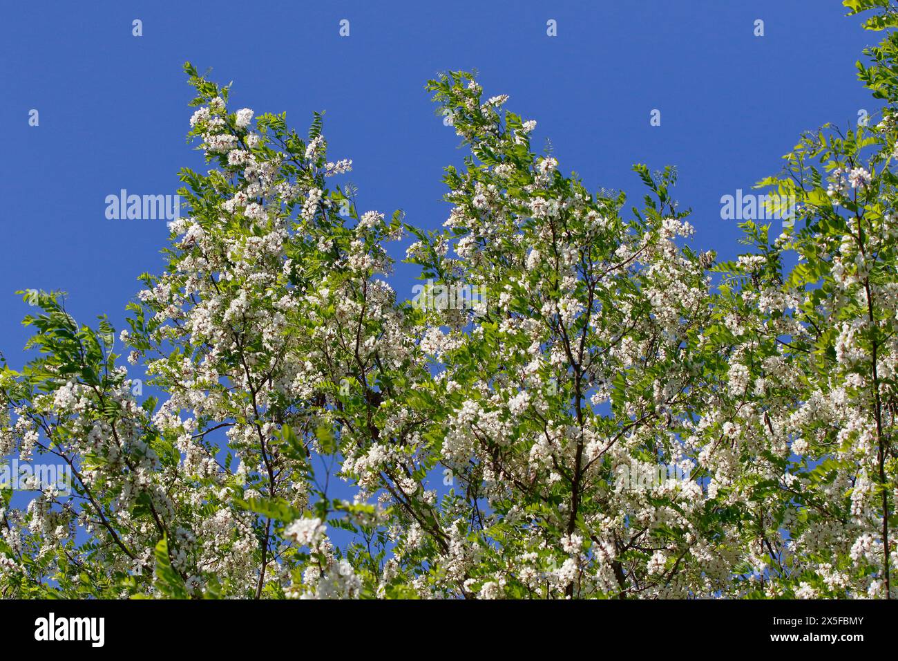 Flowering branches of black locust against the blue spring sky Stock ...