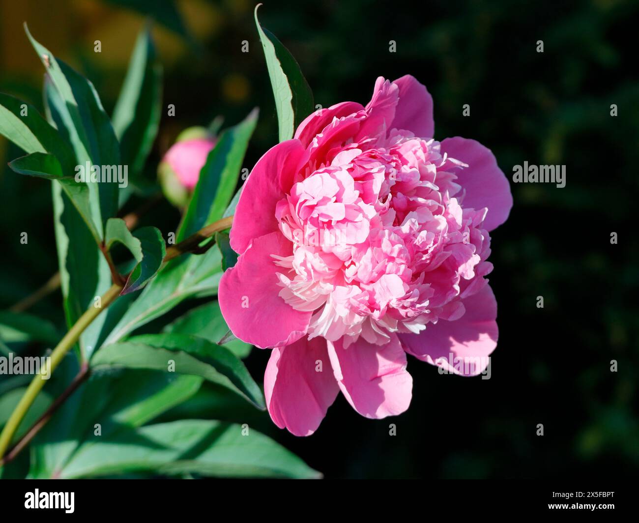 Full bloom peony hi-res stock photography and images - Alamy