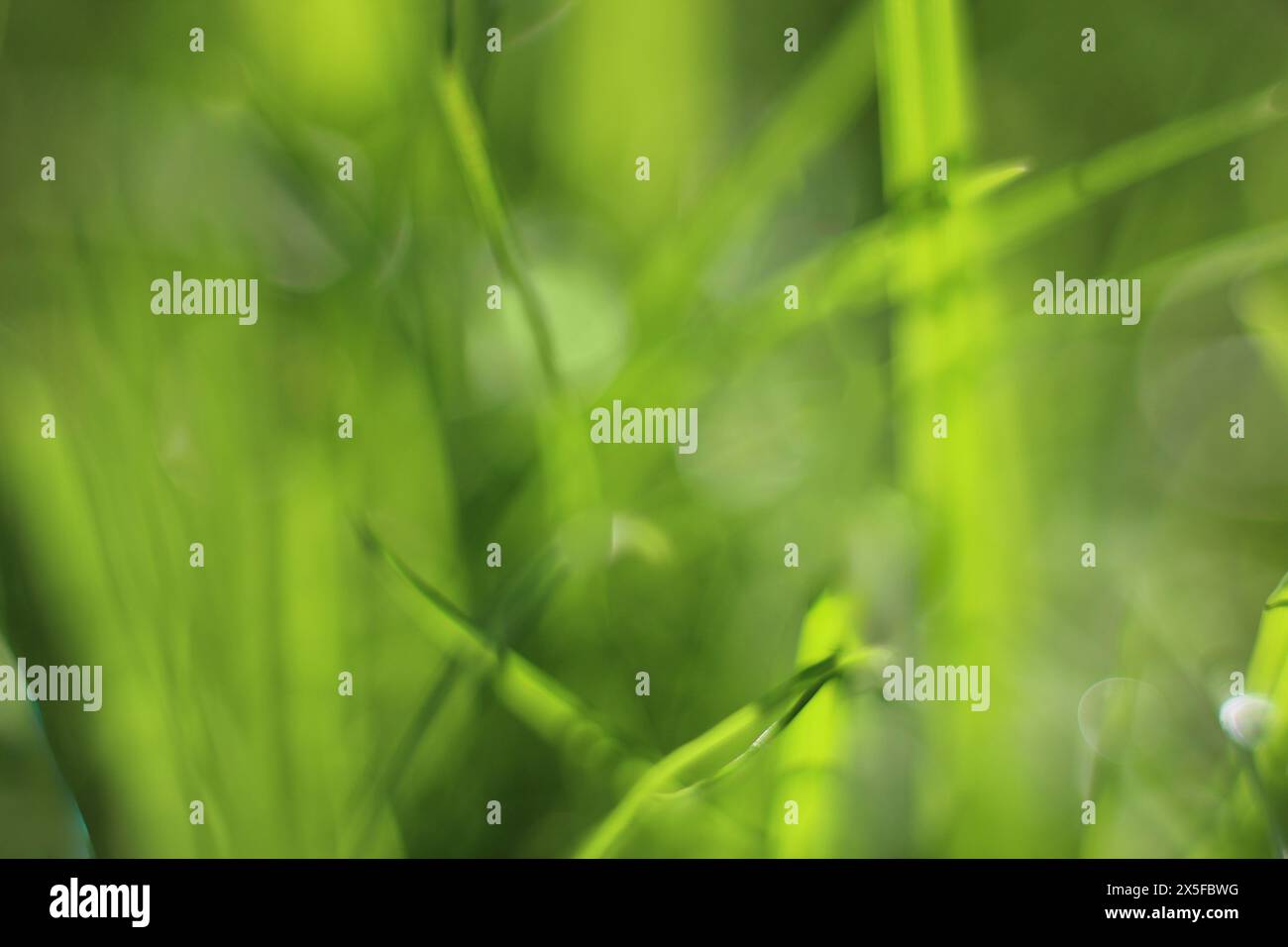Blurred natural grass green background. Backdrop, backing, wallpaper ...