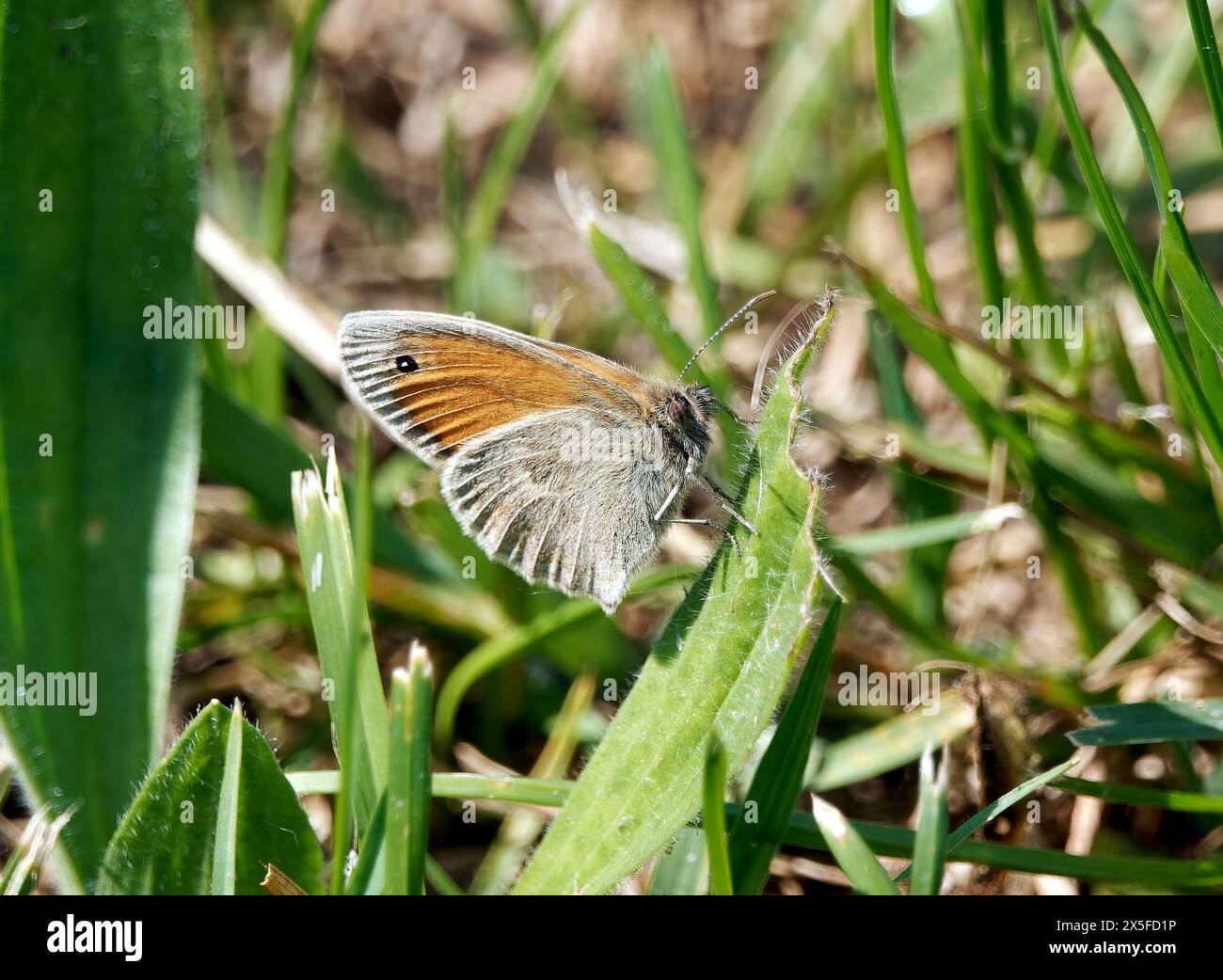 Small heath, Kleines Wiesenvögelchen, Fadet commun, Coenonympha ...