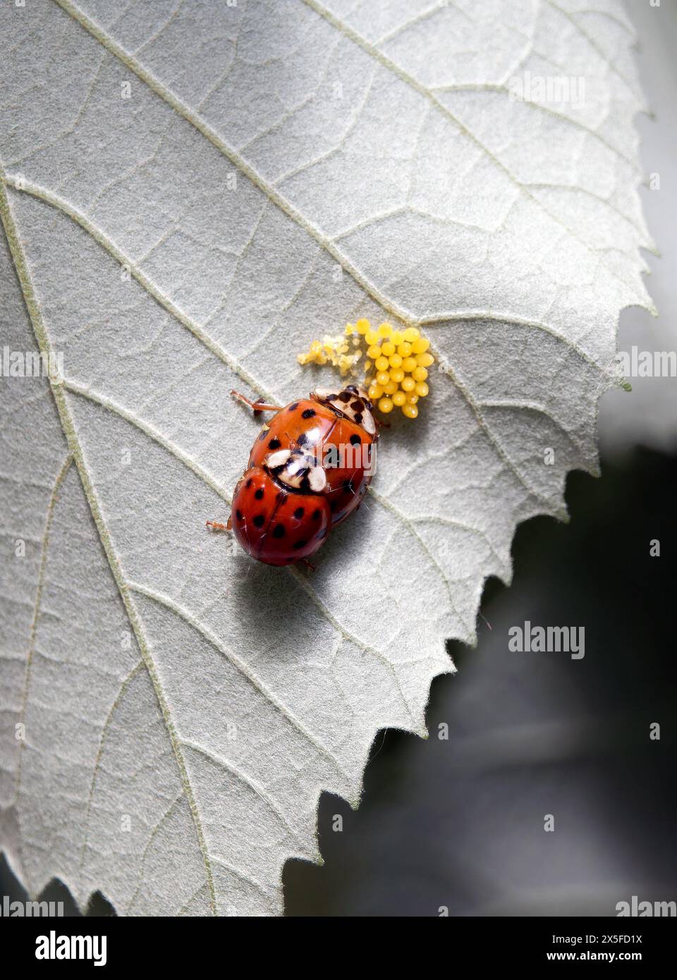 Harlekinkatica hi-res stock photography and images - Alamy