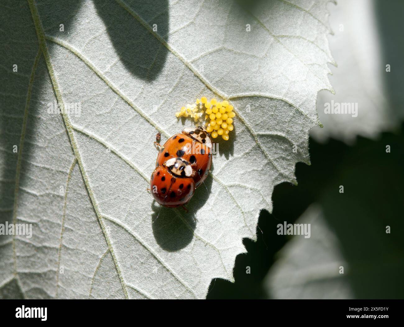 Harlekinkatica hi-res stock photography and images - Alamy