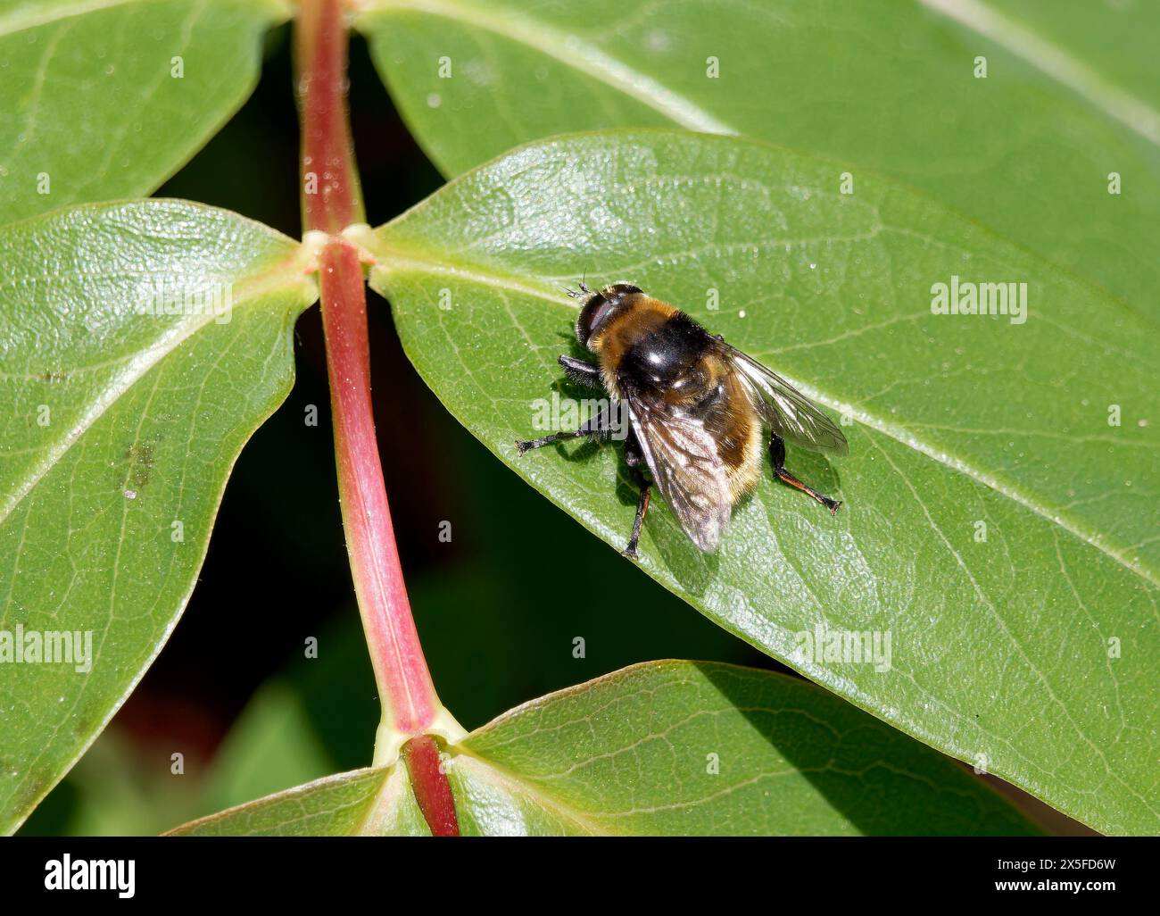 Narcissus bulb fly, greater bulb fly, large bulb fly, mouche des ...