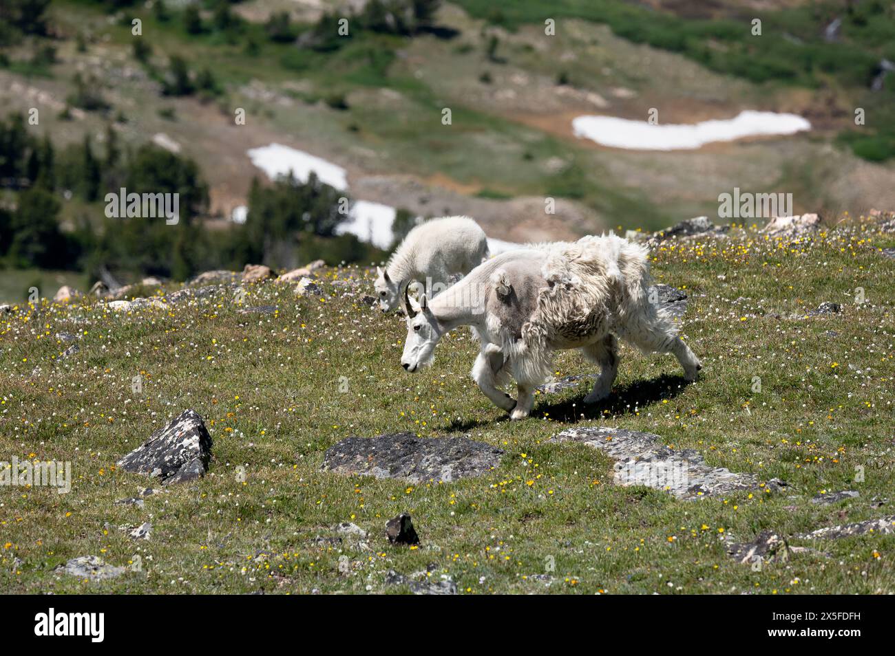 Mountain goat mother and kid in the tundra with blooming wildflowers on ...