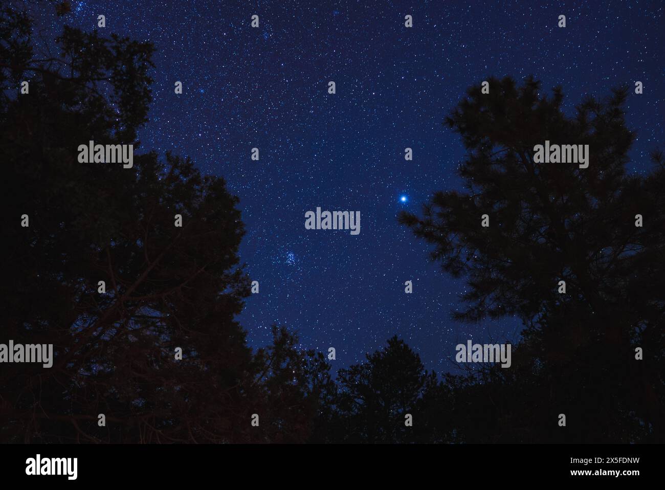 Starry Night Sky Through Silhouette of Conifer Forest Stock Photo - Alamy