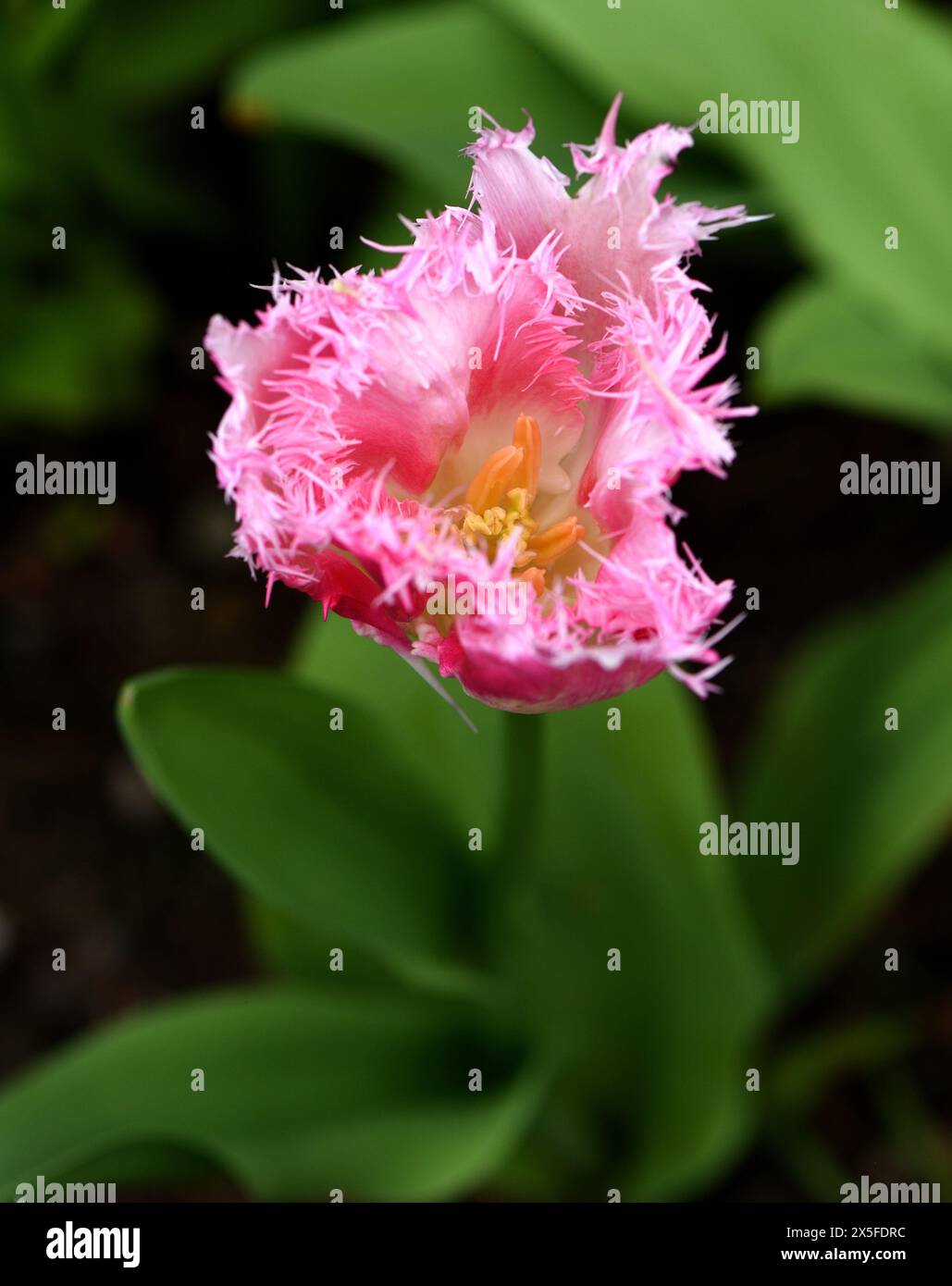 The frilly pink flower of the tulip Huis Ten Bosch in closeup Stock ...
