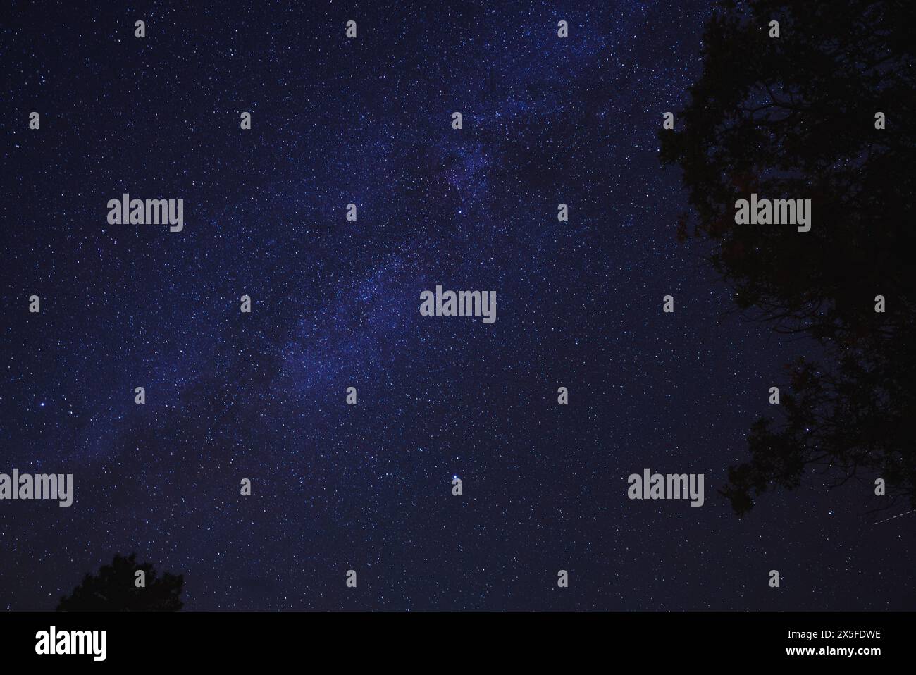 Starry night sky with Milky Way galaxy, tree silhouettes, no light ...