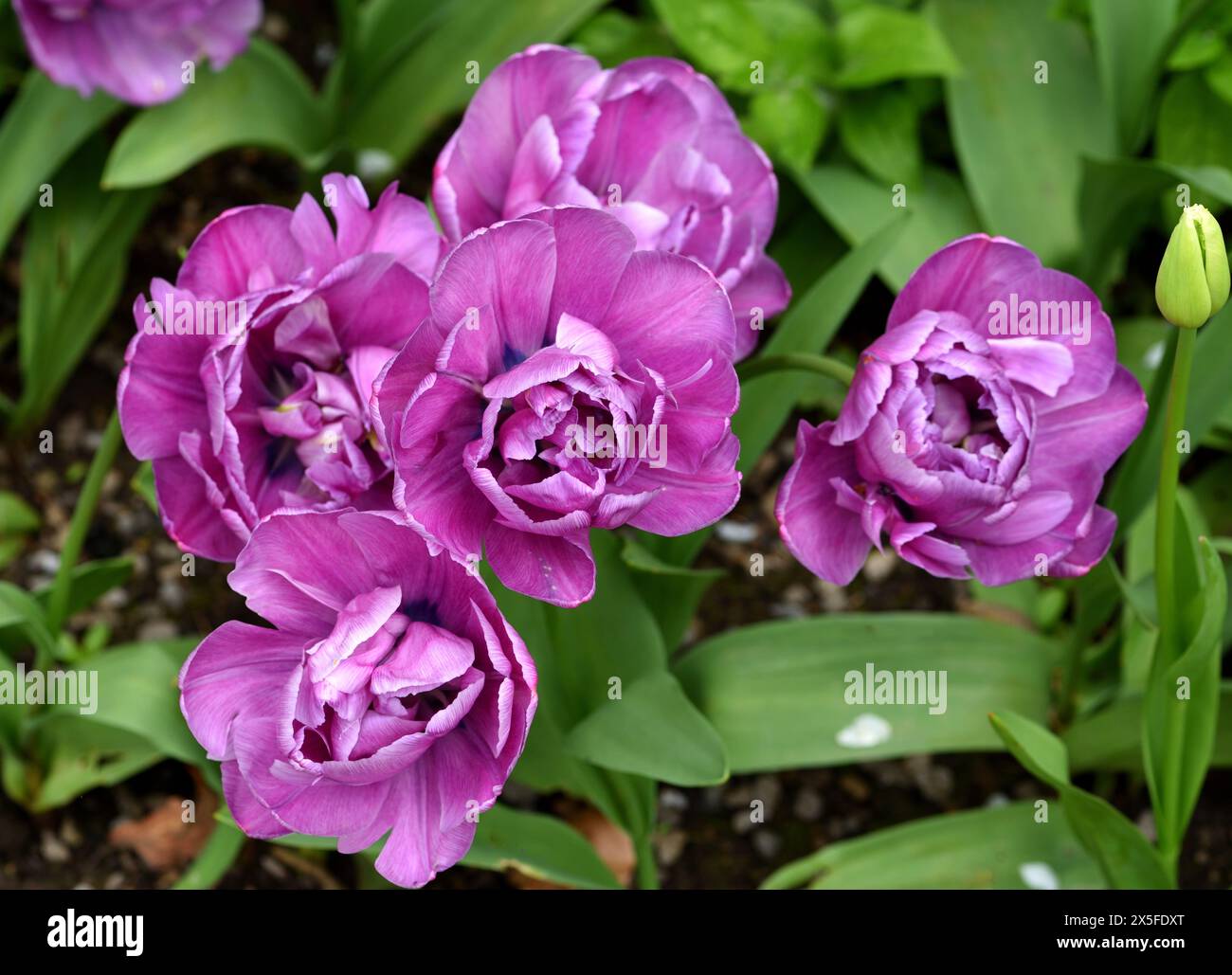 A cluster of violet flower heads of the tulip Blue Diamond Stock Photo ...