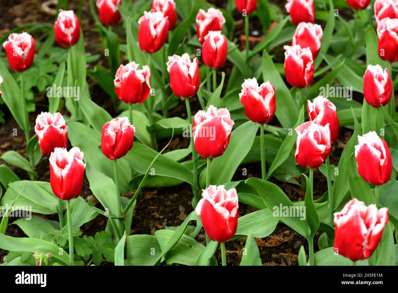 A cluster of Canaster tulips Stock Photo - Alamy