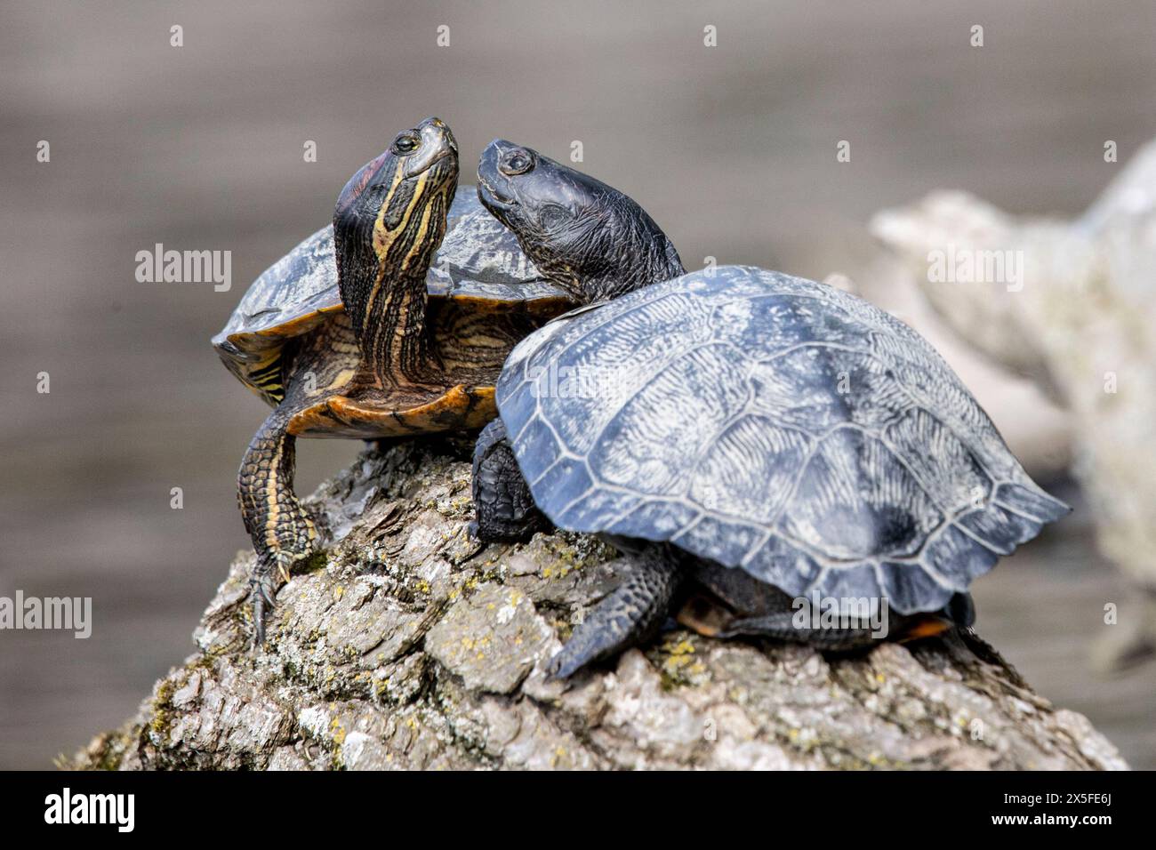 (Ottawa, Canada---04 May 2024) Northern Map Turtle on the Rideau River ... (Ottawa, Canada---04 May 2024) Northern Map Turtle on the Rideau River ...