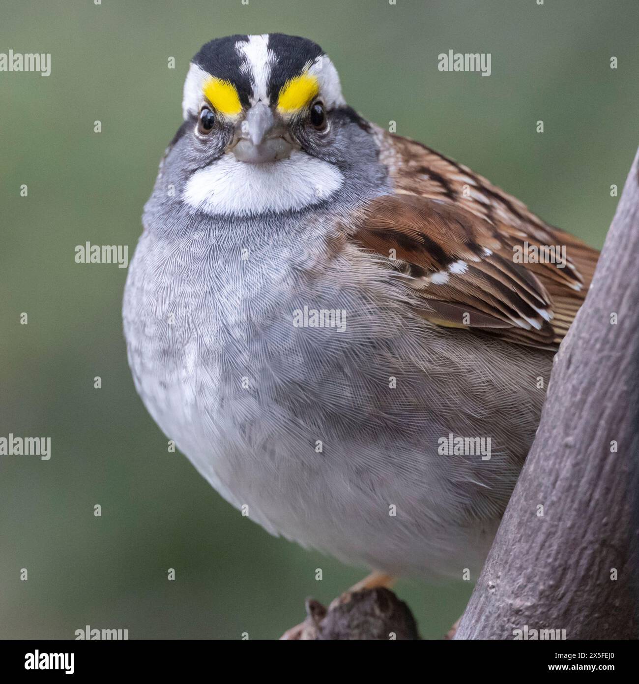 (Ottawa, Canada---30 April 2024) White-throated sparrow by the Rideau ...