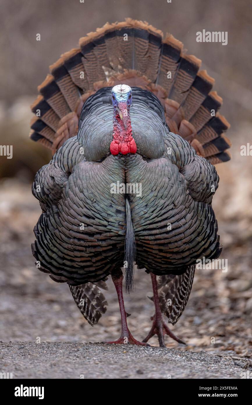 (Ottawa, Canada---14 April 2024) Tom Wild turkey (male) at Mud Lake ...