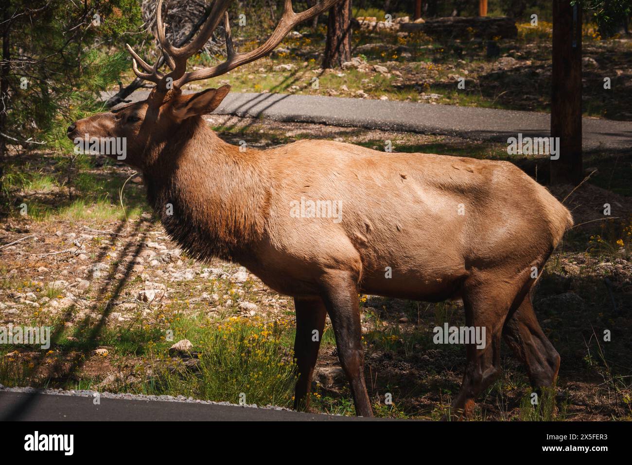 Large Elk with Impressive Antlers in Natural Setting, Light Brown Coat ...