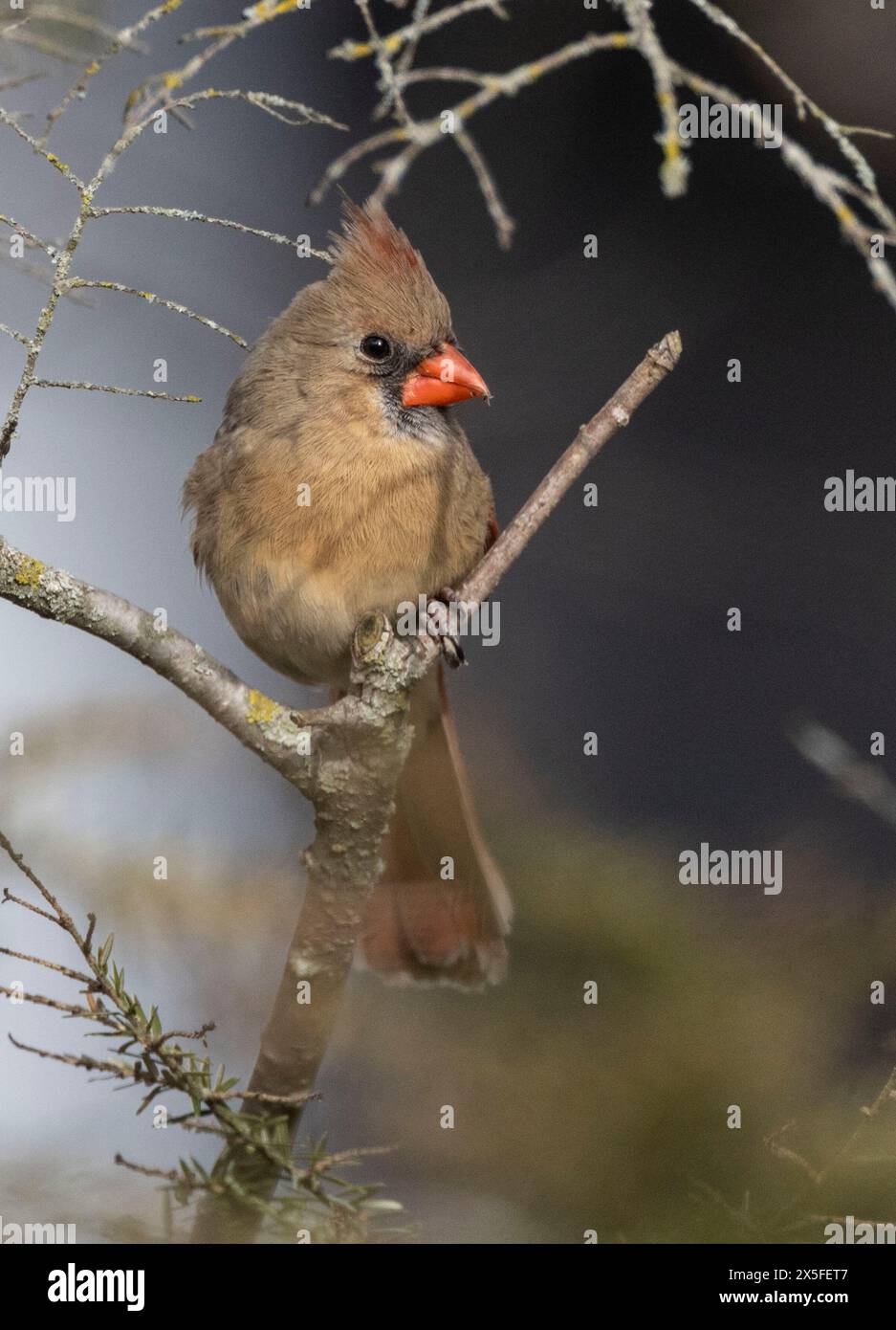 (Ottawa, Canada---22 March 2024) Female northern cardinal at the ...