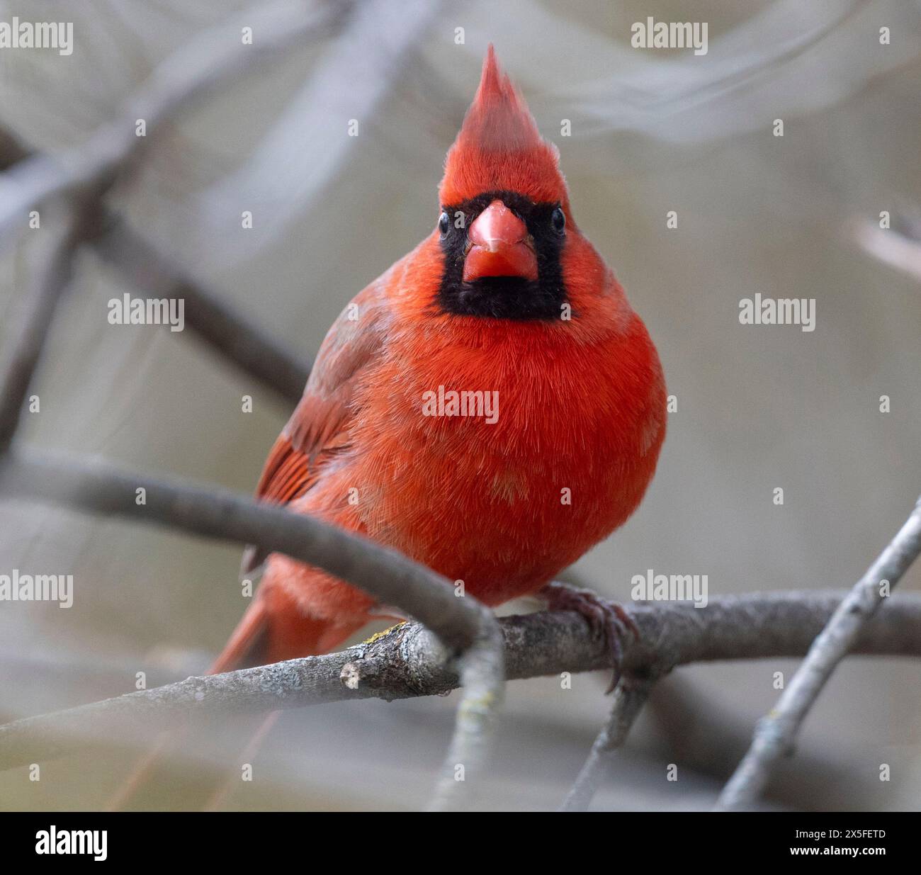 (Ottawa, Canada---22 March 2024) male northern cardinal at the backyard ...