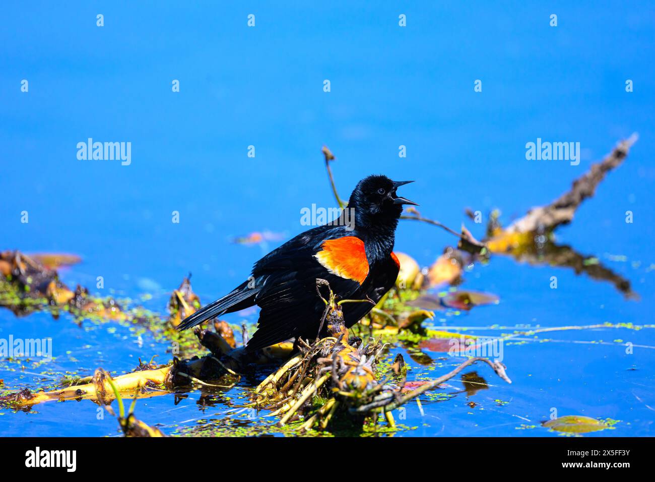 A mail red winged blackbird (Agelaius phoeniceus) standing on floating ...