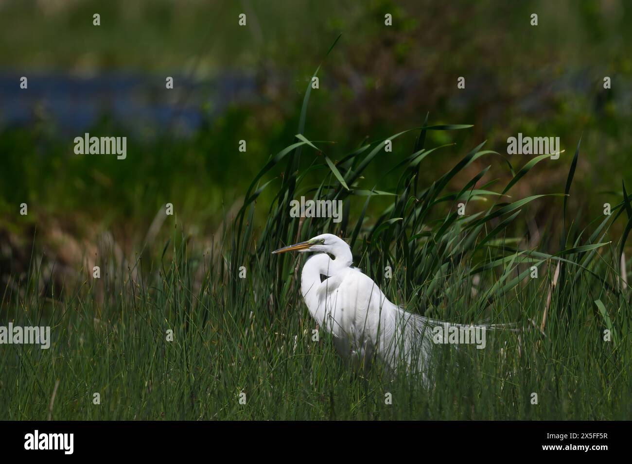 A breeding adult great or common egret (Ardea alba) standing in front ...