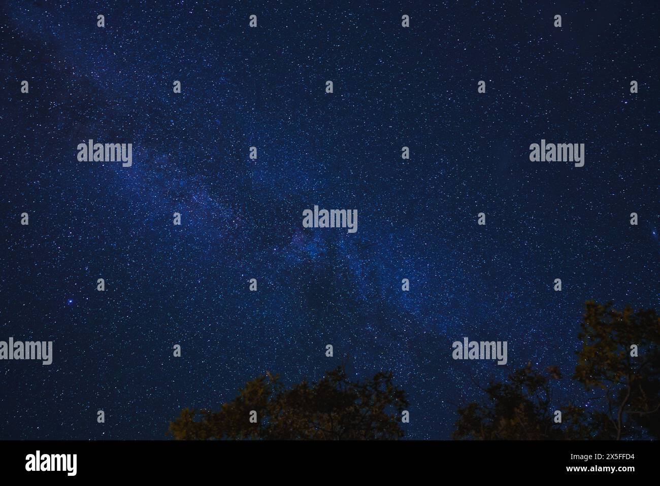 Starry night sky with Milky Way galaxy, tree silhouettes, no light ...