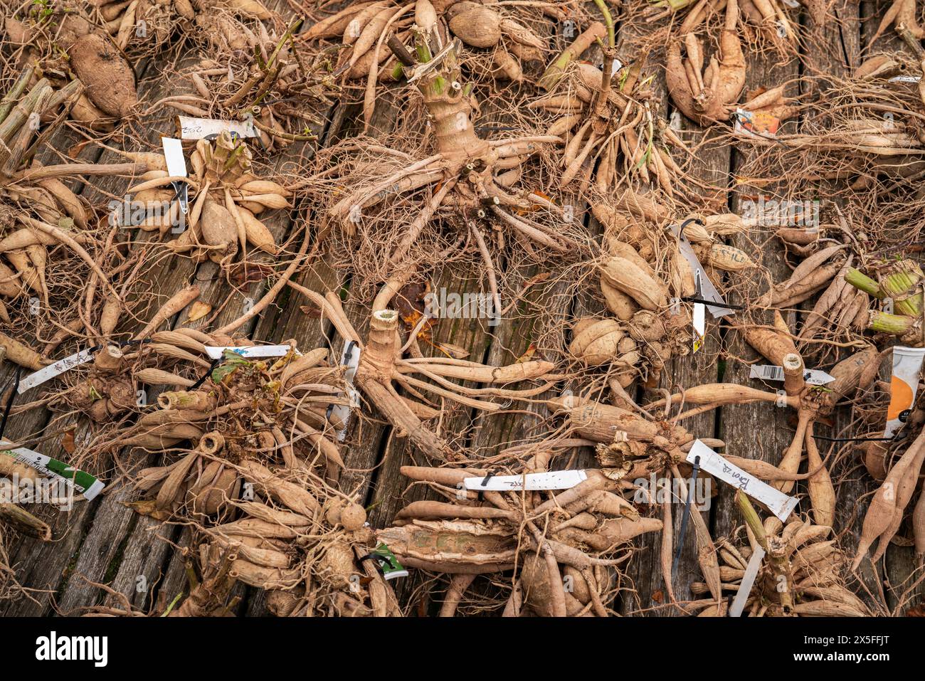 A baclground of freshly lifted and washed clump of dahlia tubers ...